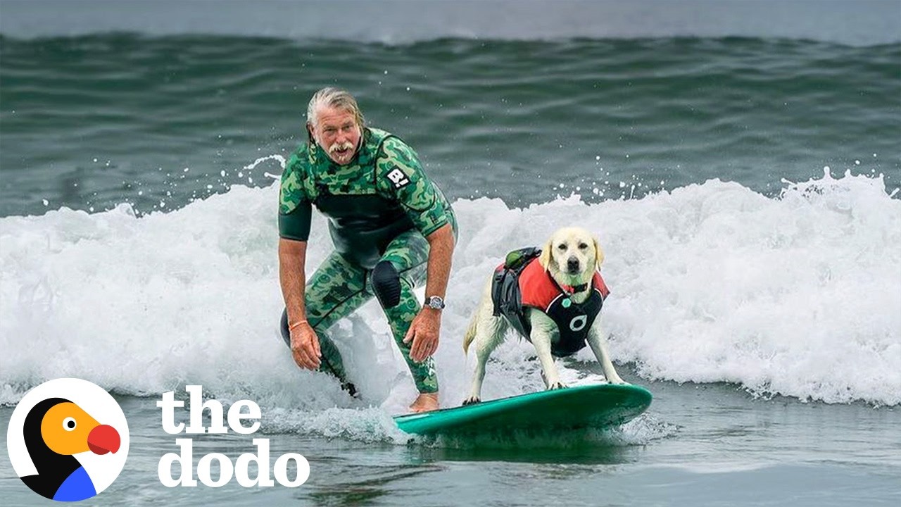 Lab Helps Her Dad Surf Big Waves - The Dodo