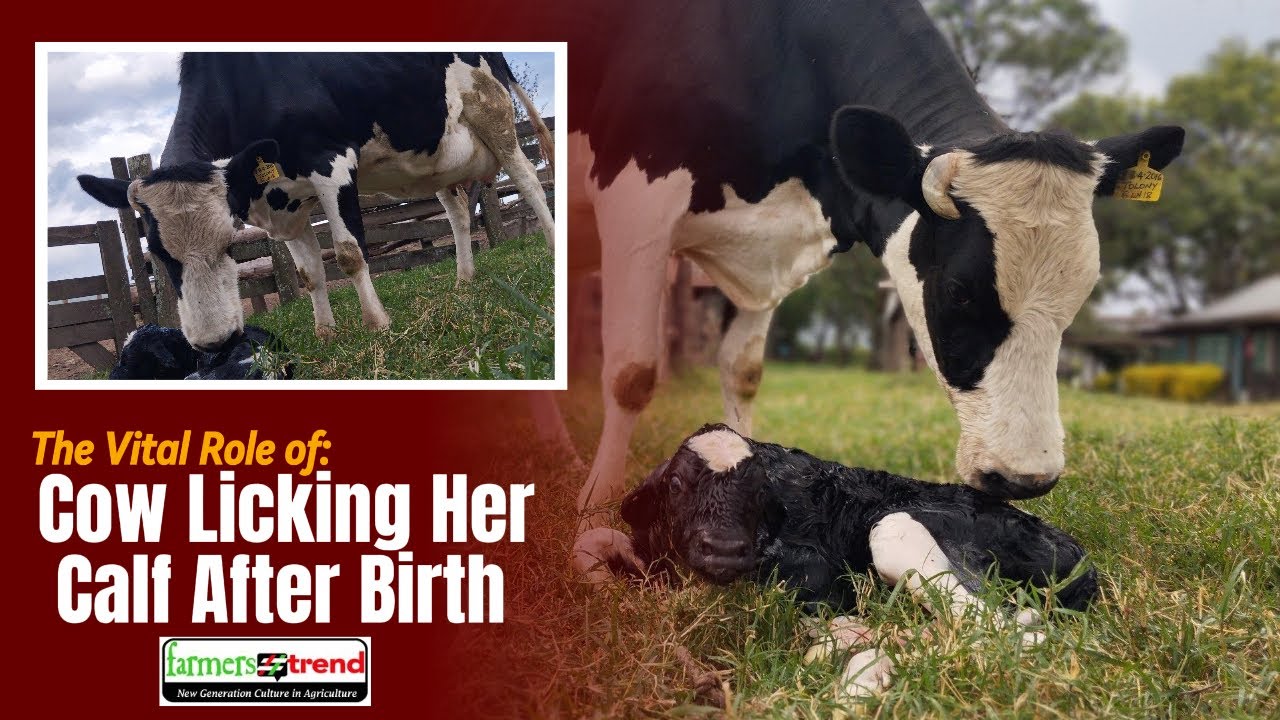 11 Challenges Facing Pixie Farming In Kenya - Farmers Trend Ltd.