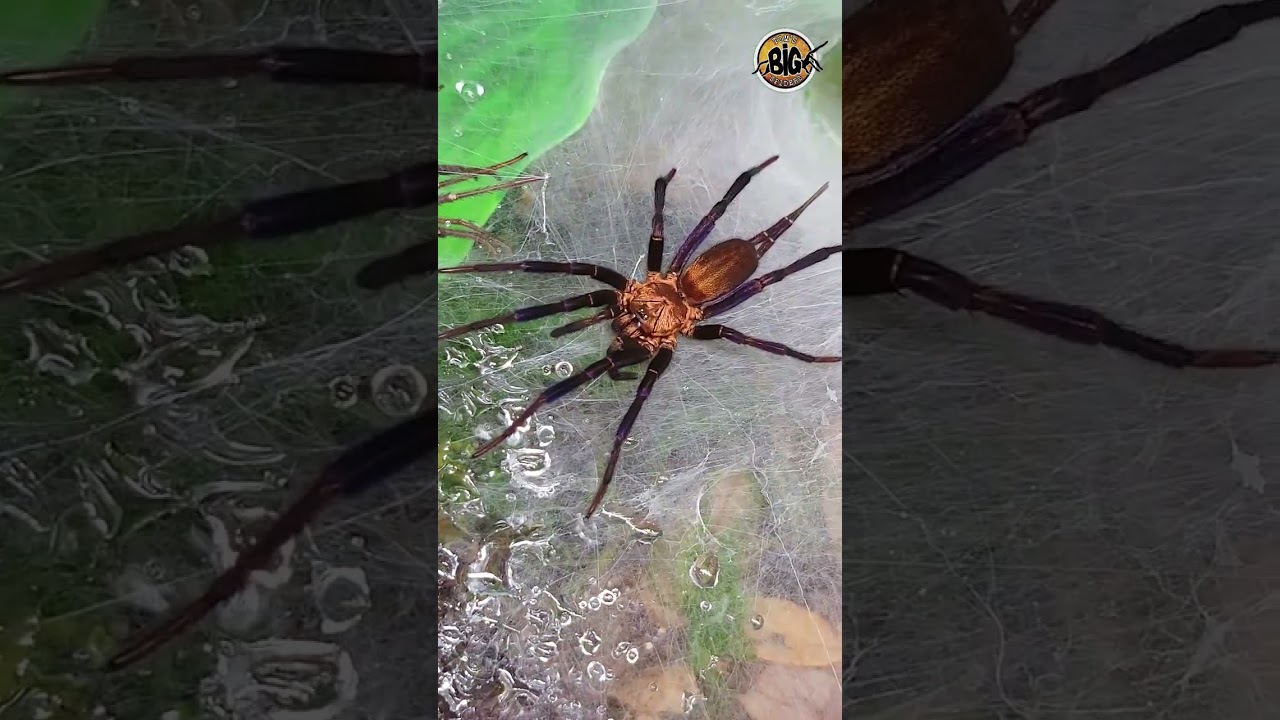 Tom's Big Spiders - Tarantulas and Inverts - Curtain Web Spider Poses ...