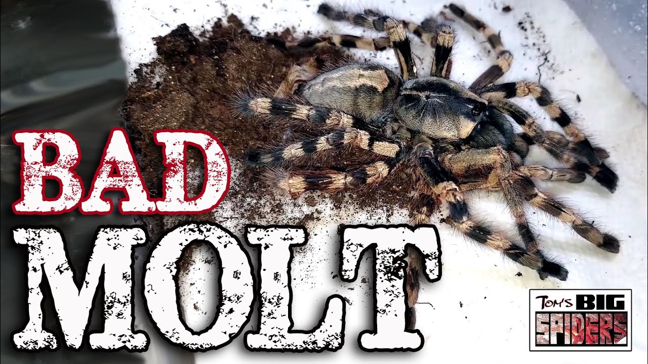 Tom's Big Spiders - Tarantulas and Inverts - Bad Tarantula Molt