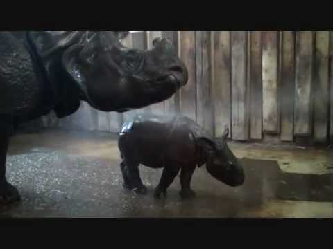 Warsaw Zoo Gets First EVA Indian Rhino Born In Poland! - Perez Hilton