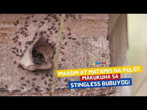 Maasim at matamis na pulot, makukuha sa stingless bubuyog! | I Juander ...
