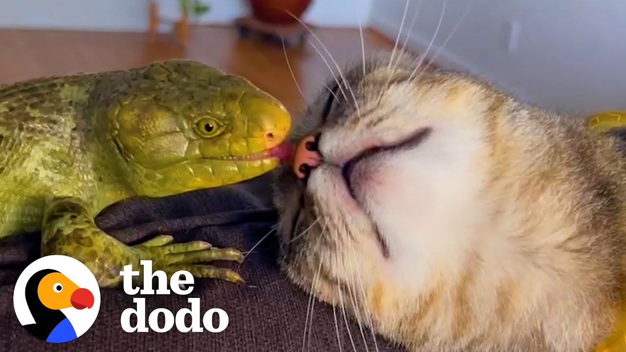 Cat Runs To Greet Her Lizard Brother - The Dodo