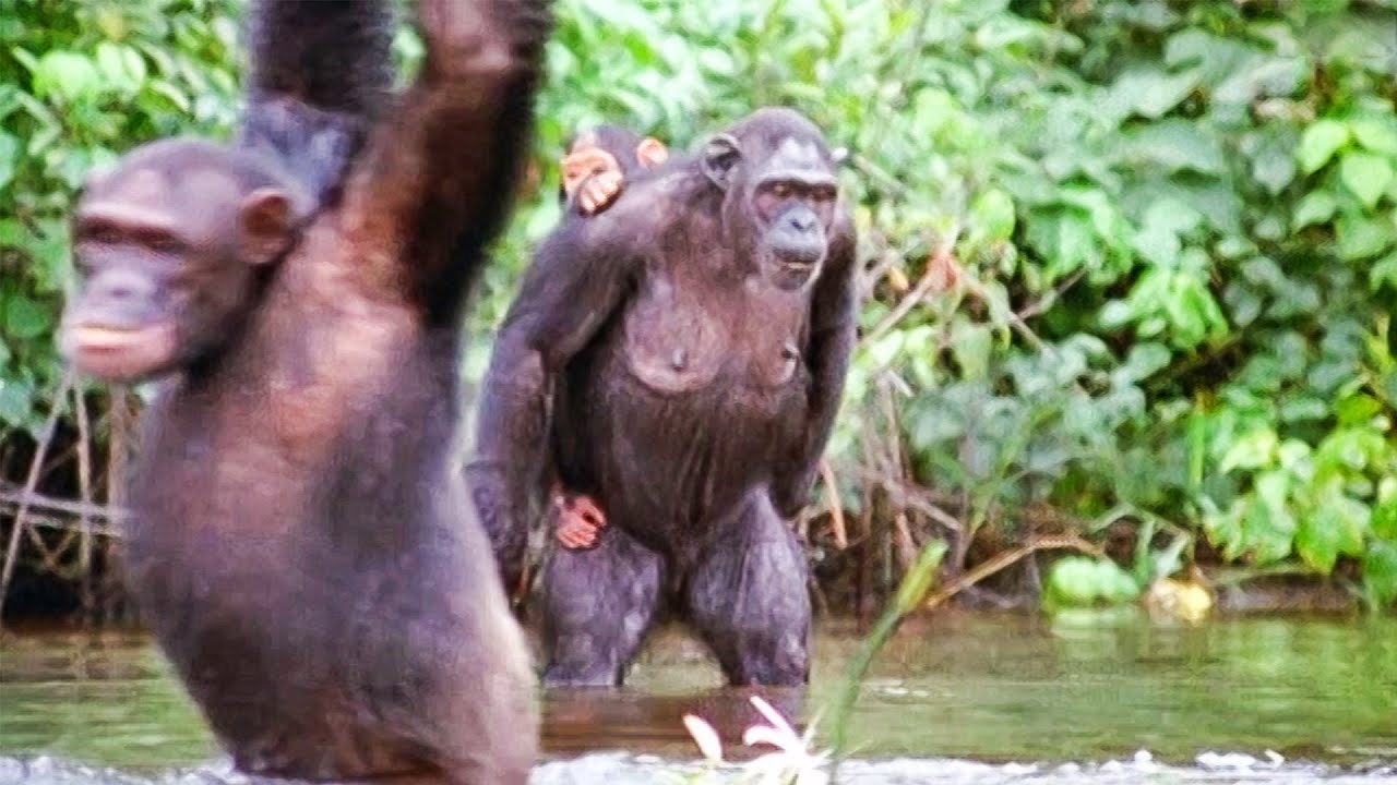 Chimpanzees Go Shopping Walk On The Wild Side Funny Talking Animals BBC ...