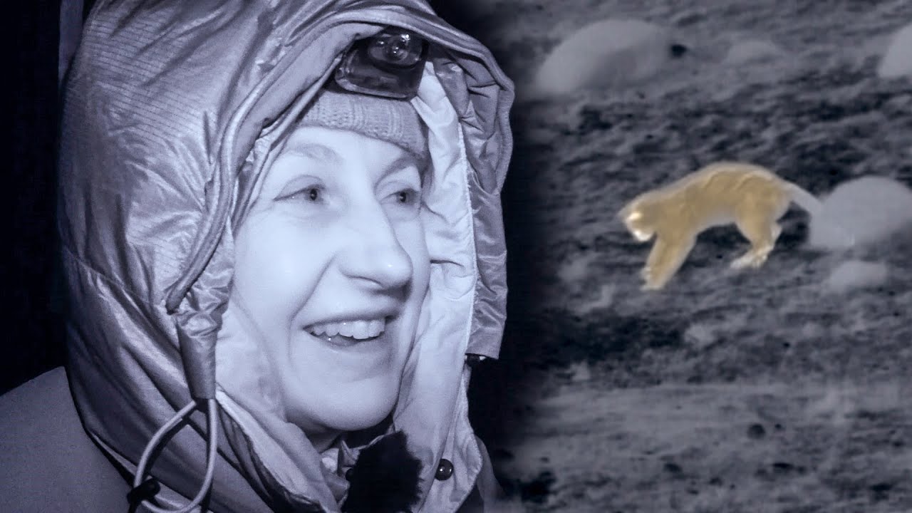 Wild Puma Plays like a Kitten The Dark: Nature's Nighttime World BBC Earth