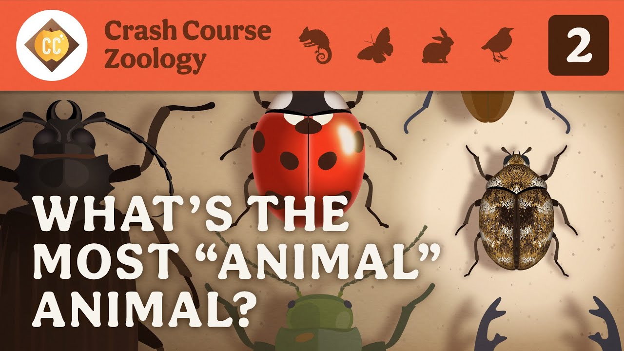 What-s the Most -Animal- Animal? Crash Course Zoology #2
