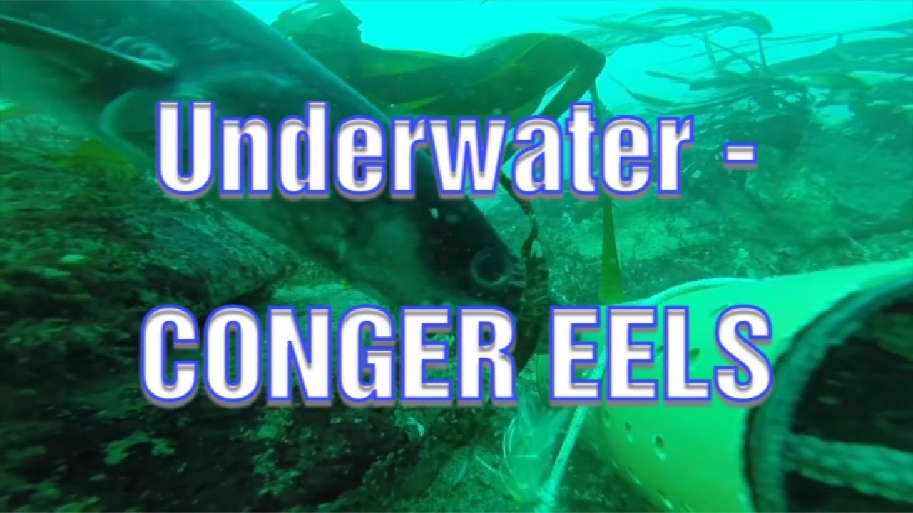 Sea Fishing UK - UNDERWATER FOOTAGE CONGER EEL - Conger Eels - The Fish ...