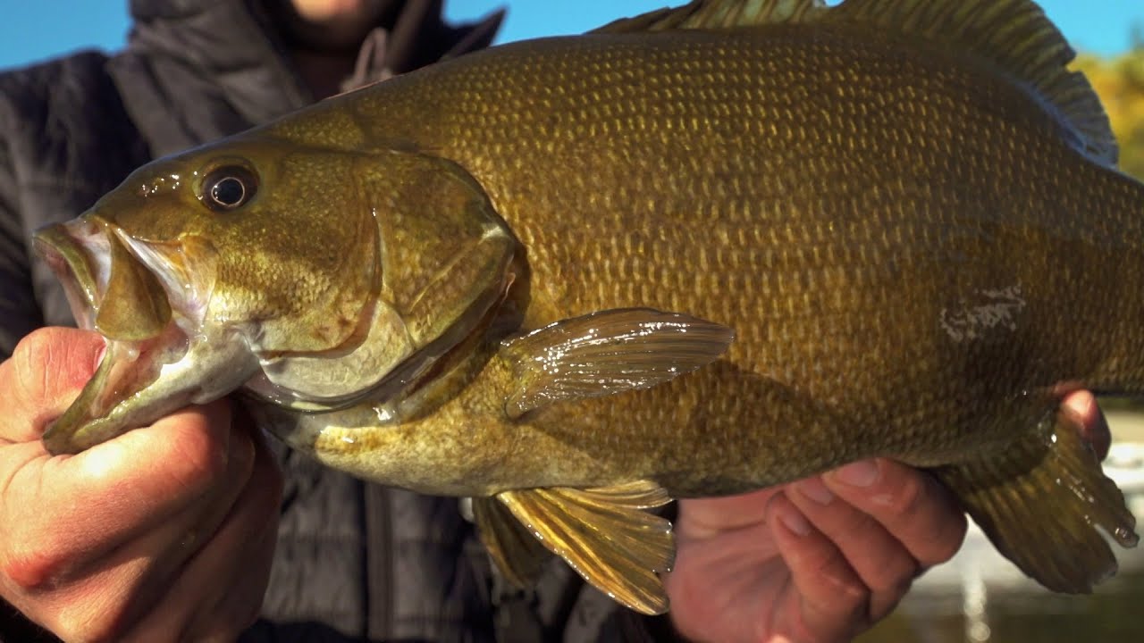 Technique peche achigan