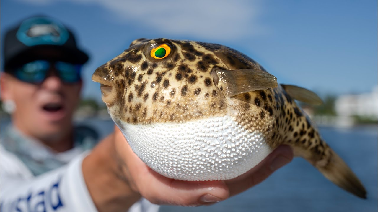 We ate DEADLY Blowfish. TOXIC Checkered Pufferfish Catch Clean Cook