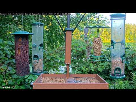 Cornell FeederWatch Cam | Cornell Lab Bird Cams Cornell Lab Bird Cams