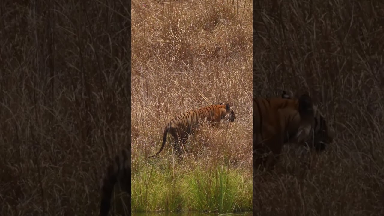 Best Safari Zones For Tiger Spotting In Ranthambore National Park ...