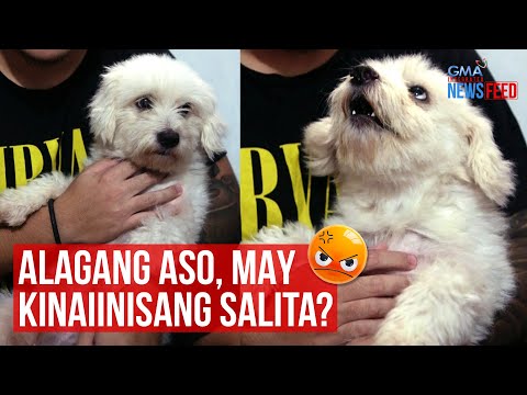 Alagang aso, may kinaiinisang salita? | GMA Integrated Newsfeed ...