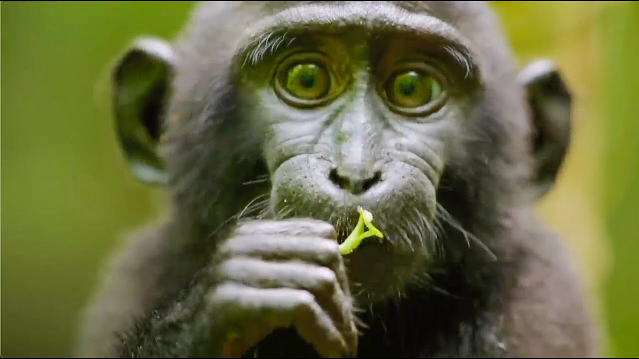 Best Monkey Moments BBC Earth