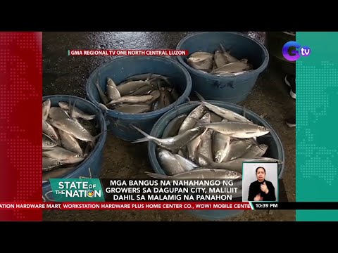 Mga bangus na nahahango ng growers sa Dagupan City, maliliit dahil sa malamig na panahon ...