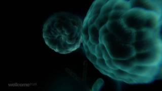 Charles Darwin and the Tree of Life (BBC) DVD (2009) - Bbc Warner ...