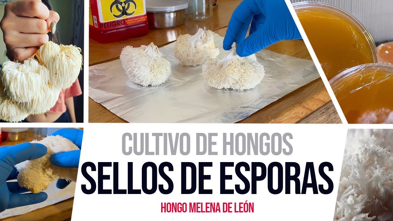 Videotutoriales sobre Cultivo de Hongos - Notsi - Micofinca