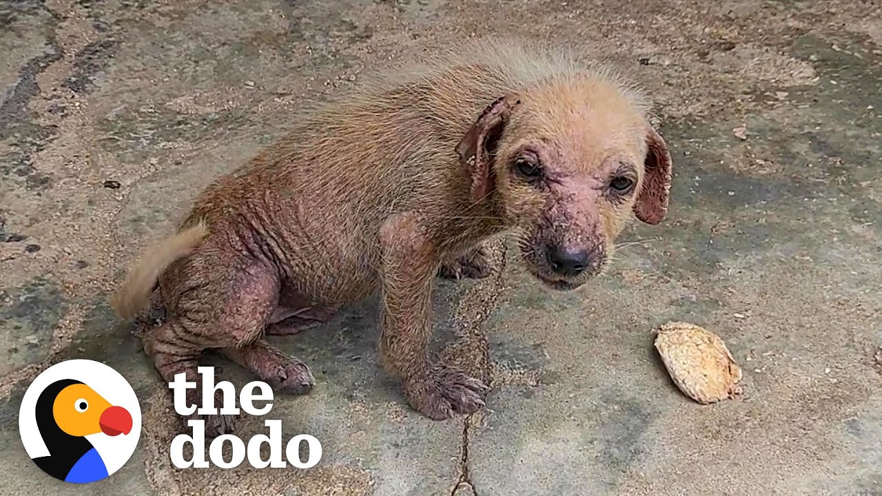 Woman Finds A Tiny, Mangey Puppy On The Street